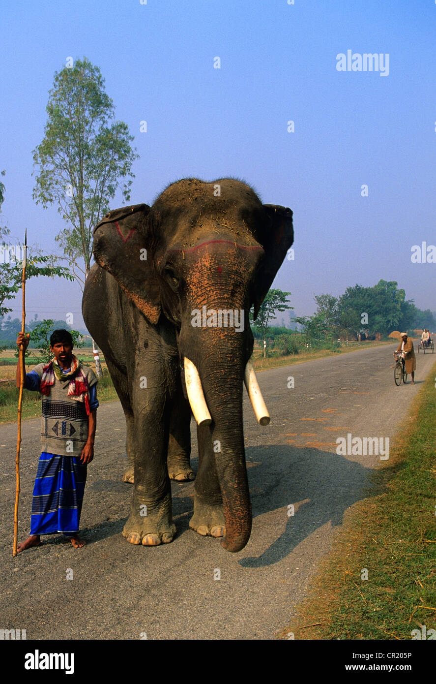 Cattle fair bihar india asia hi-res stock photography and images - Alamy