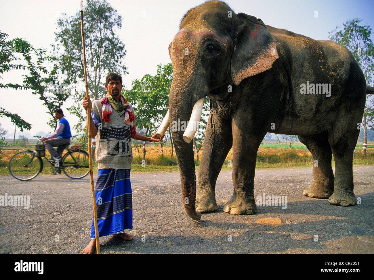 India, Orissa State, Sonepur Fair, the biggest cattle fair of the world ...