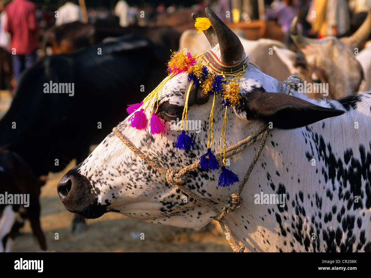 India, Orissa State, Sonepur Fair, the biggest cattle fair of the world ...