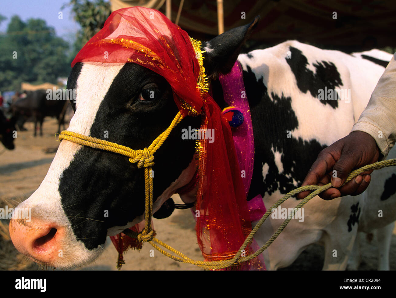 Biggest Cow In The World