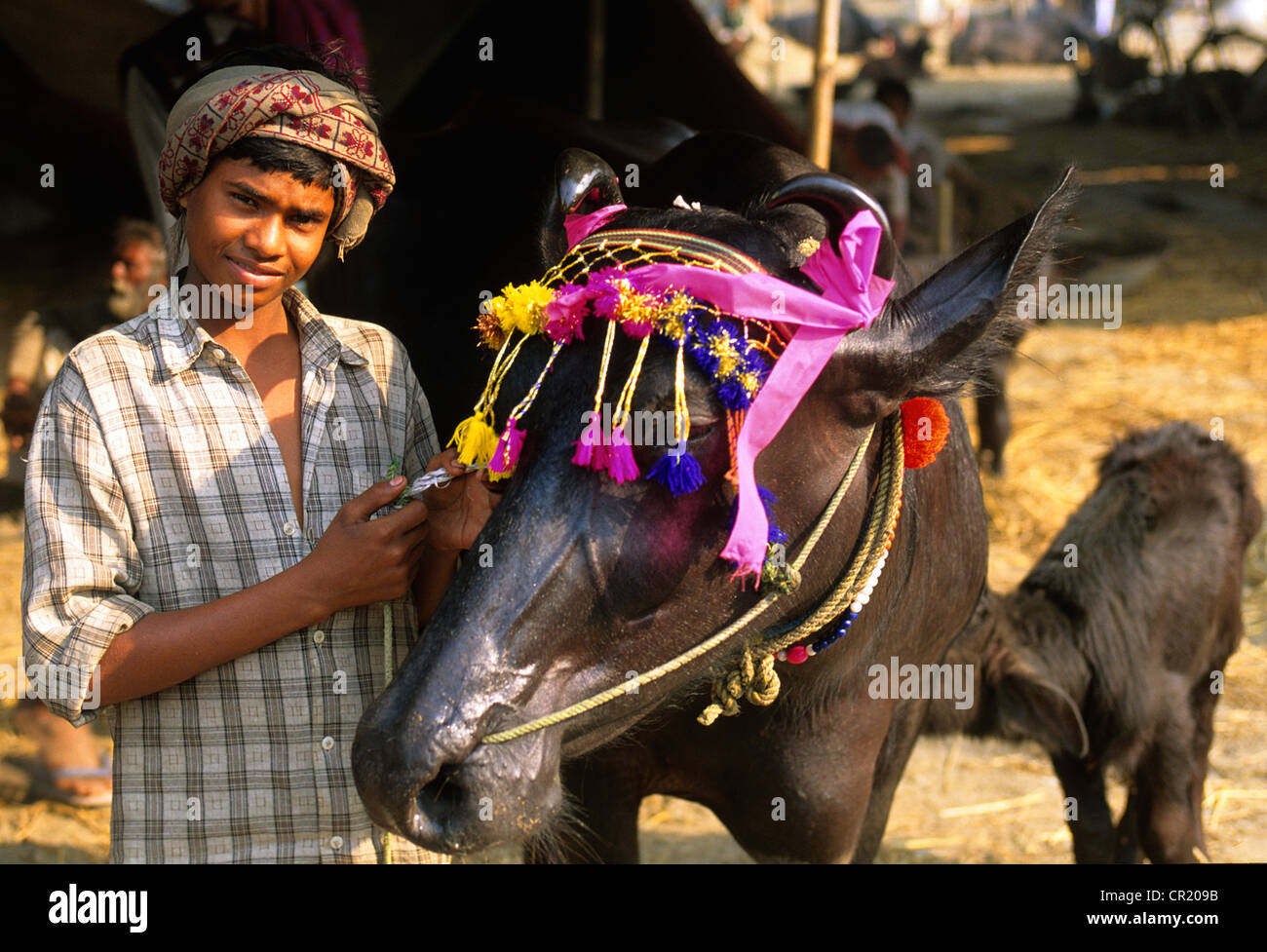 India, Orissa State, Sonepur Fair, the biggest cattle fair of the world ...