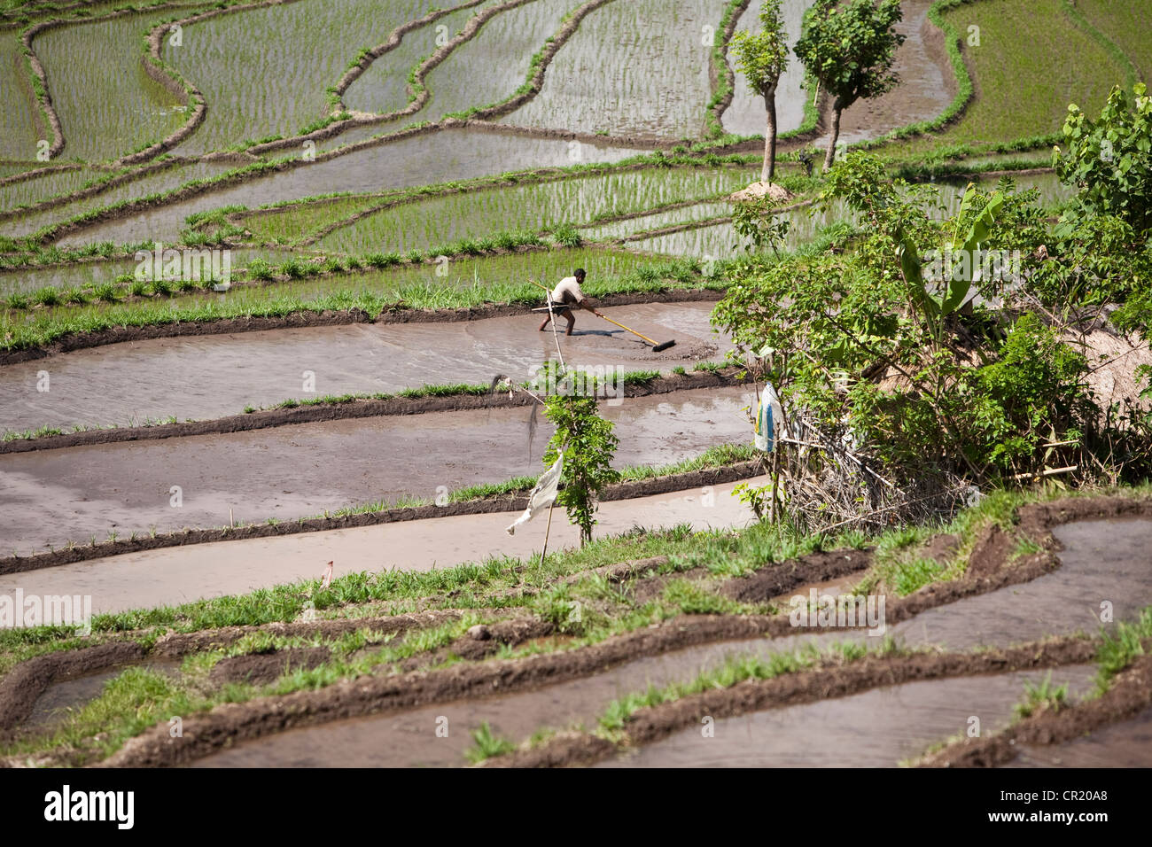 Preparing the rice paddy Stock Photo - Alamy