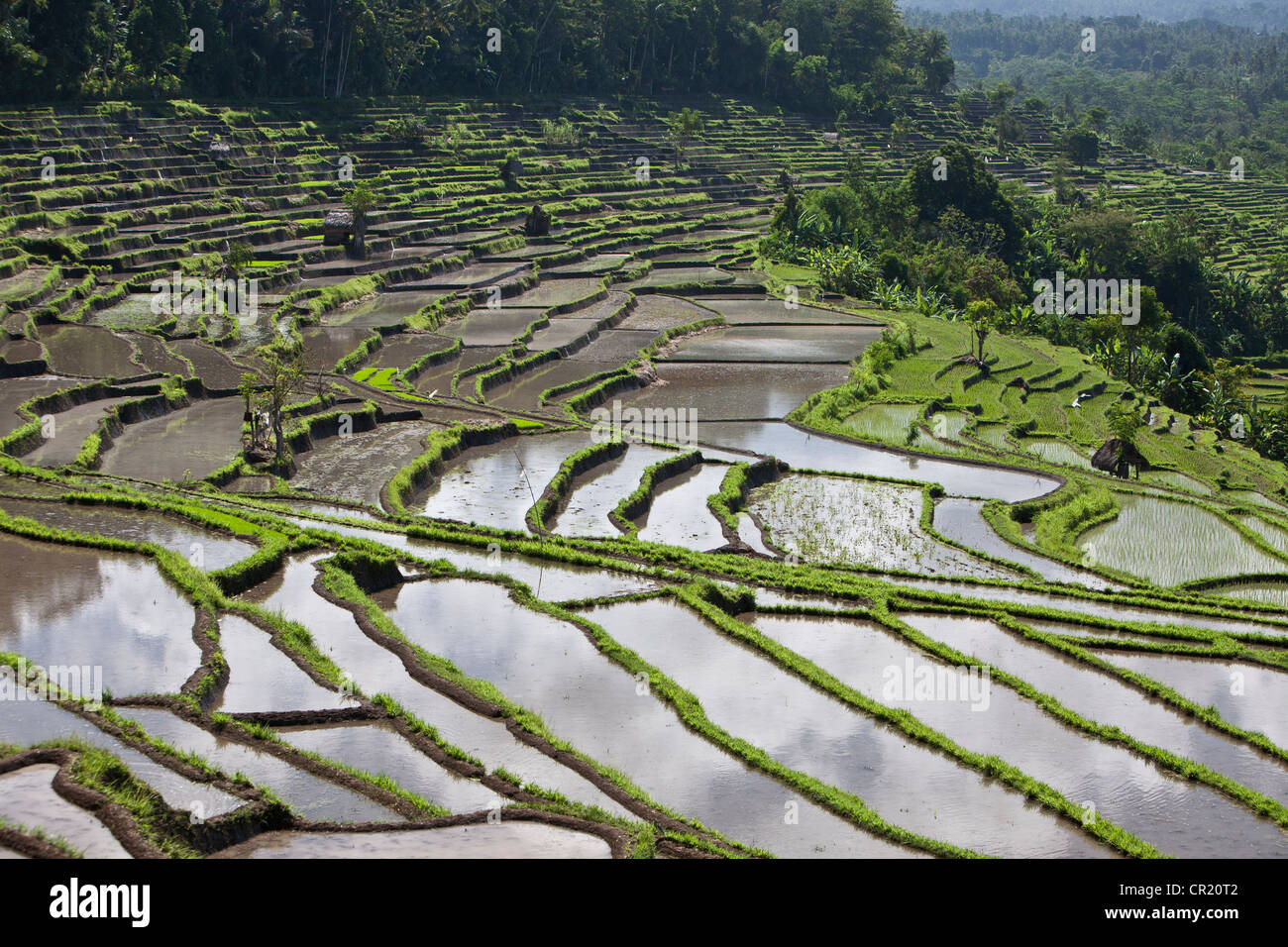 Rice terraced landscape Stock Photo - Alamy