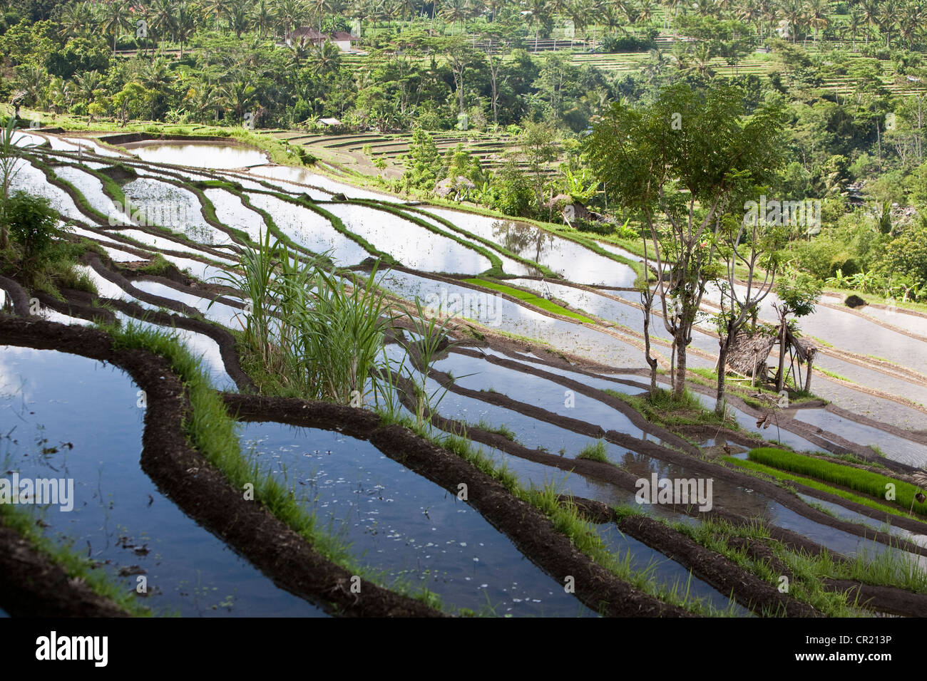 Water rice terraces hi-res stock photography and images - Alamy