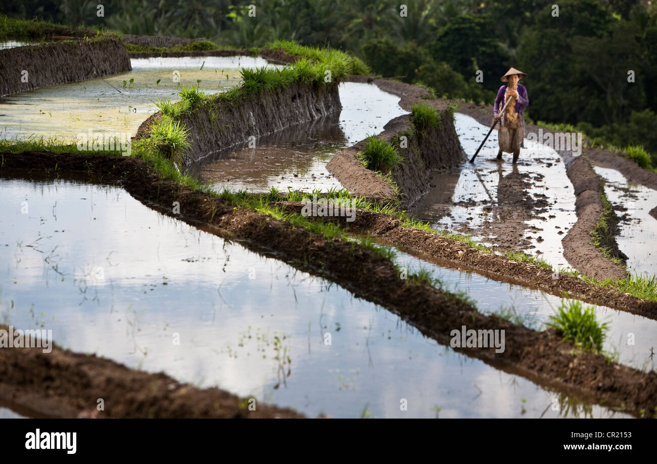 Preparing the rice paddy for planting Stock Photo - Alamy