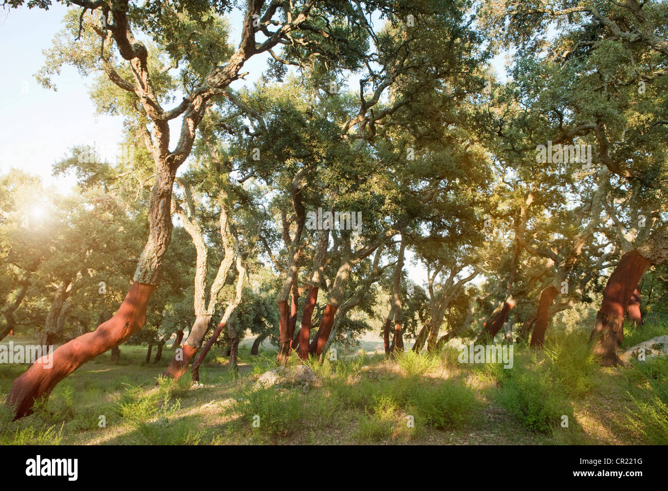 Stripped cork trees in rural forest Stock Photo - Alamy