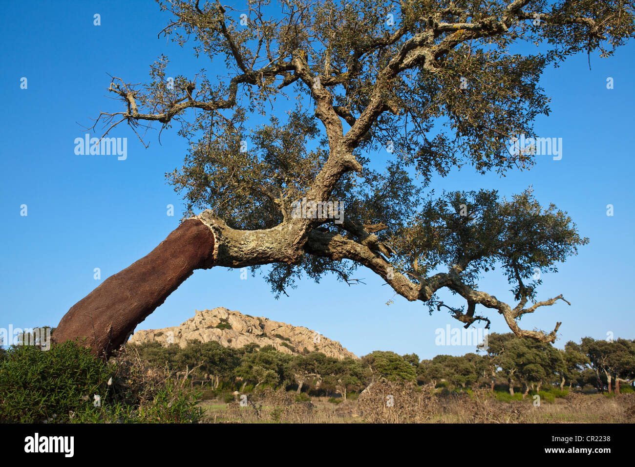 Cork tree italy hi-res stock photography and images - Alamy