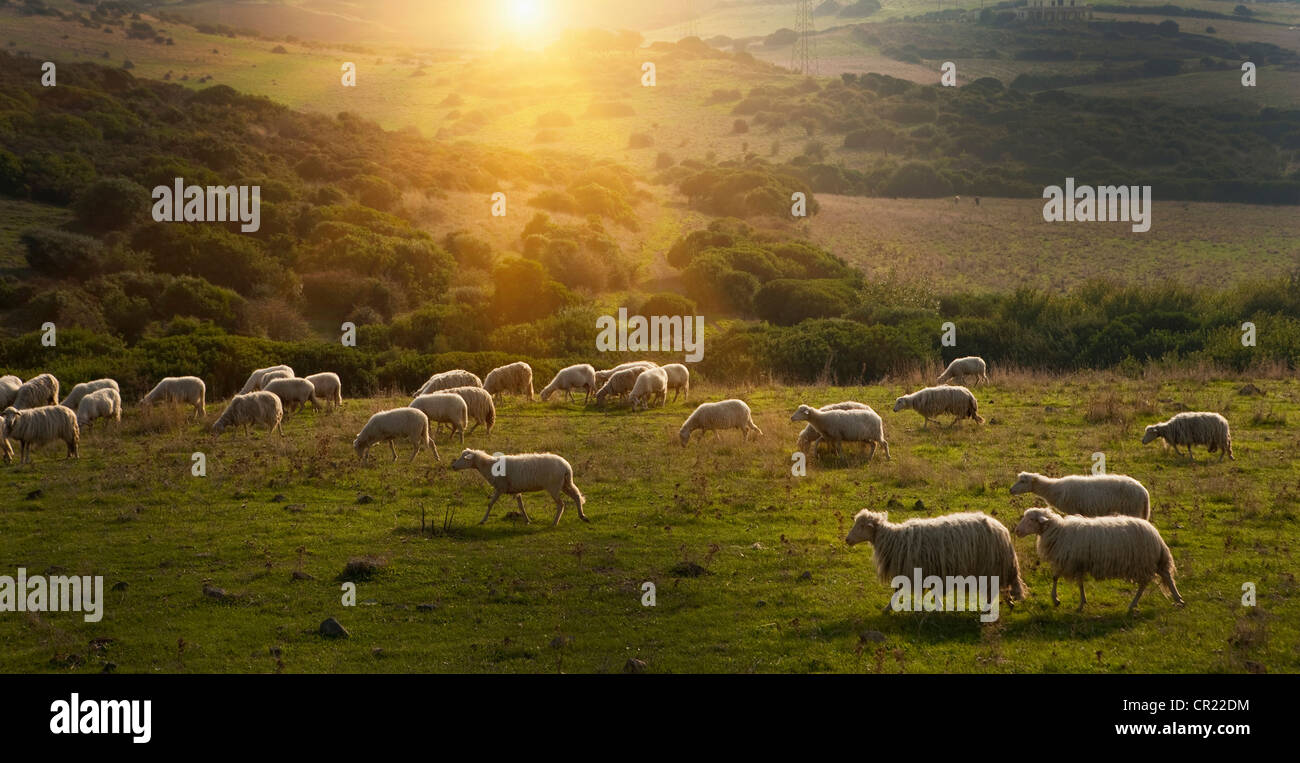 Sheep feeding on hillside hi-res stock photography and images - Alamy