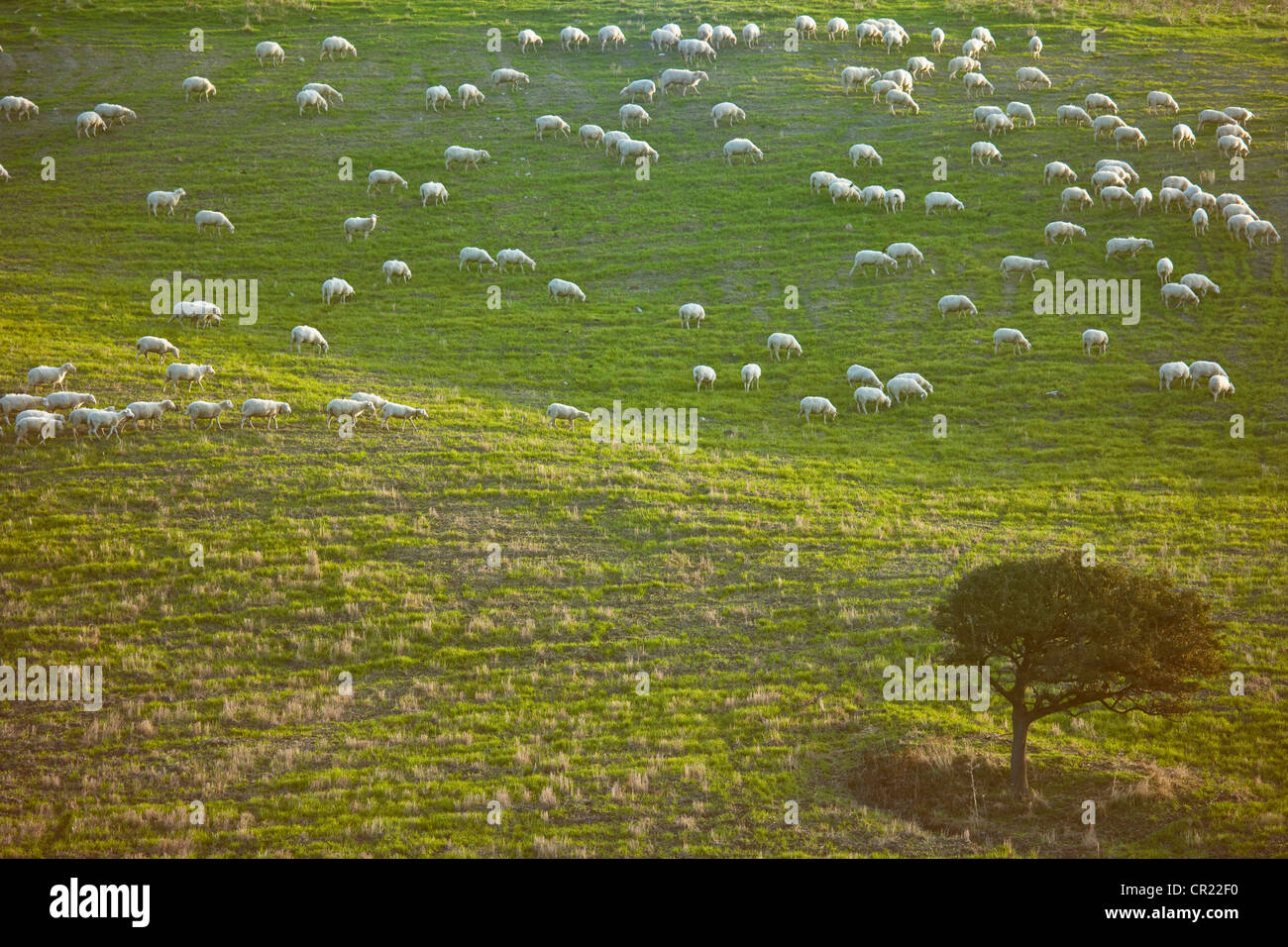 Sheep feeding on hillside hi-res stock photography and images - Alamy