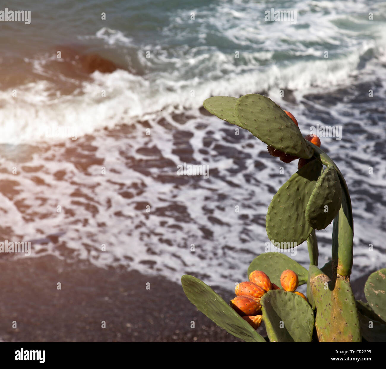 Cactus on beach hi-res stock photography and images - Alamy