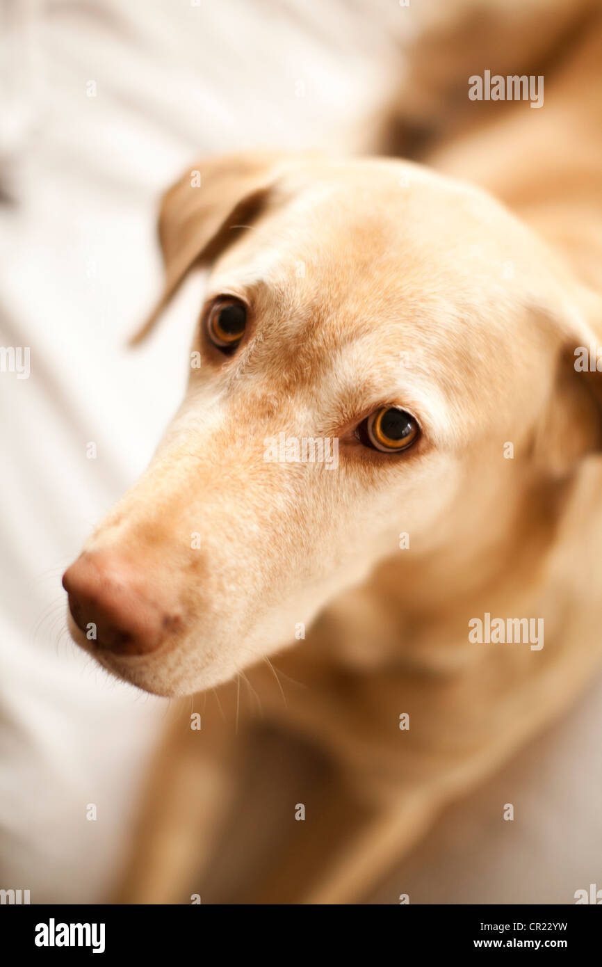 Portrait of beige dog Stock Photo - Alamy