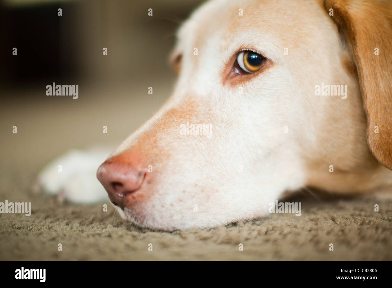 Portrait of beige dog Stock Photo - Alamy