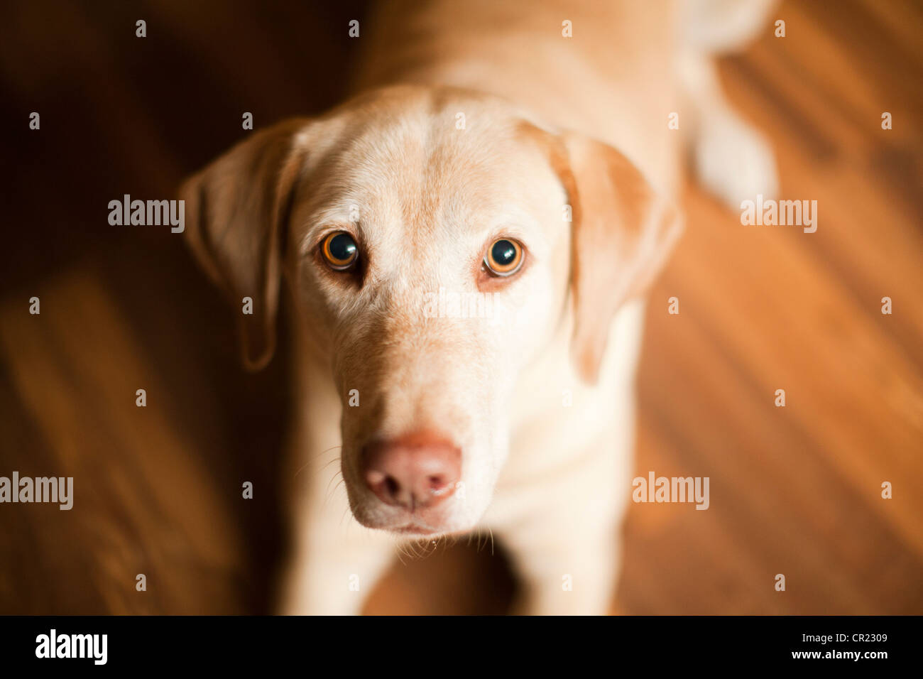 Portrait of beige dog Stock Photo - Alamy