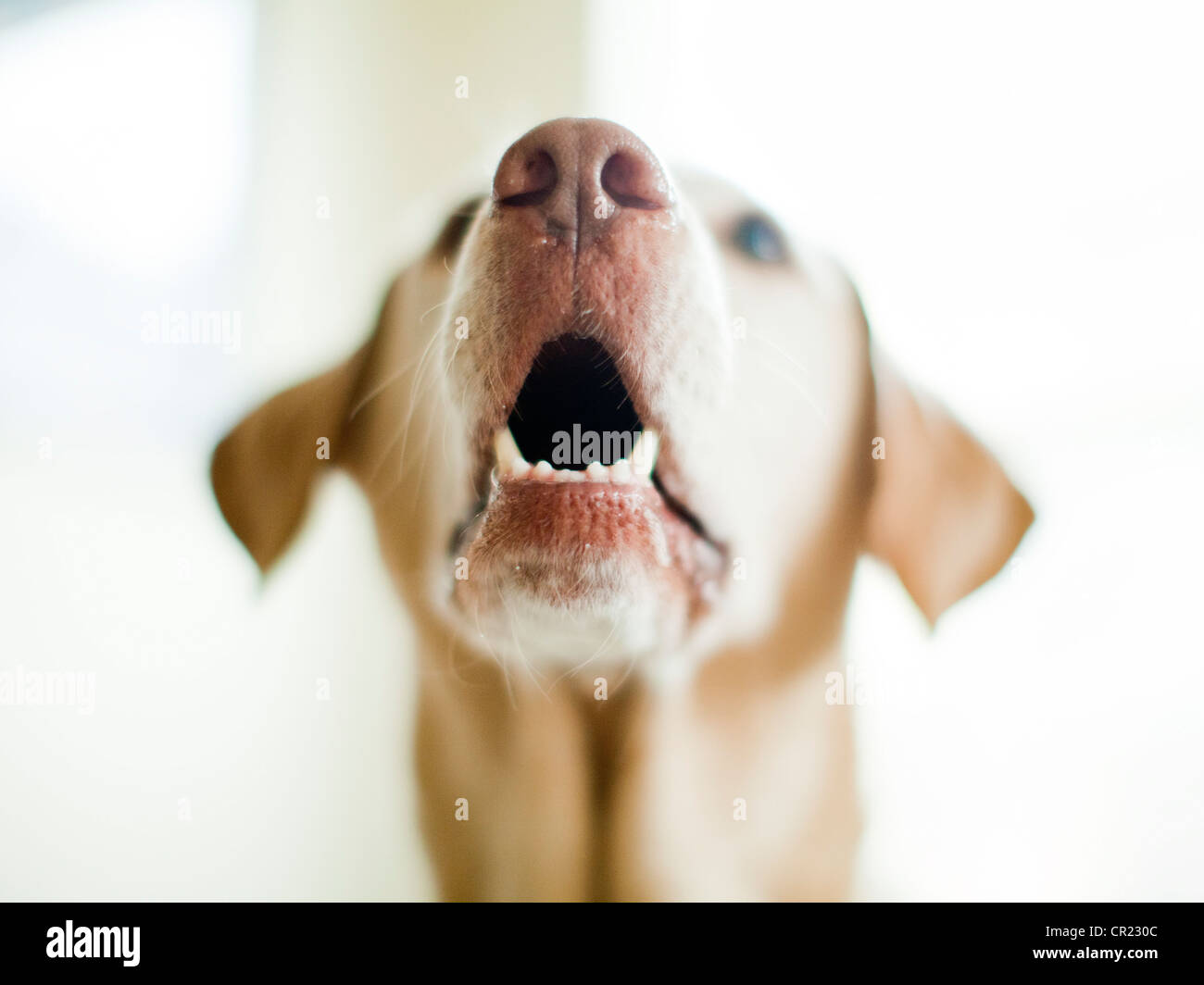 Portrait of beige dog Stock Photo - Alamy