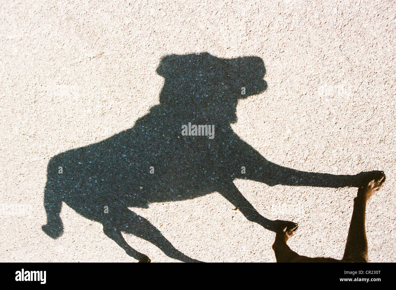 Dog Shadow Stock Photos & Dog Shadow Stock Images - Alamy