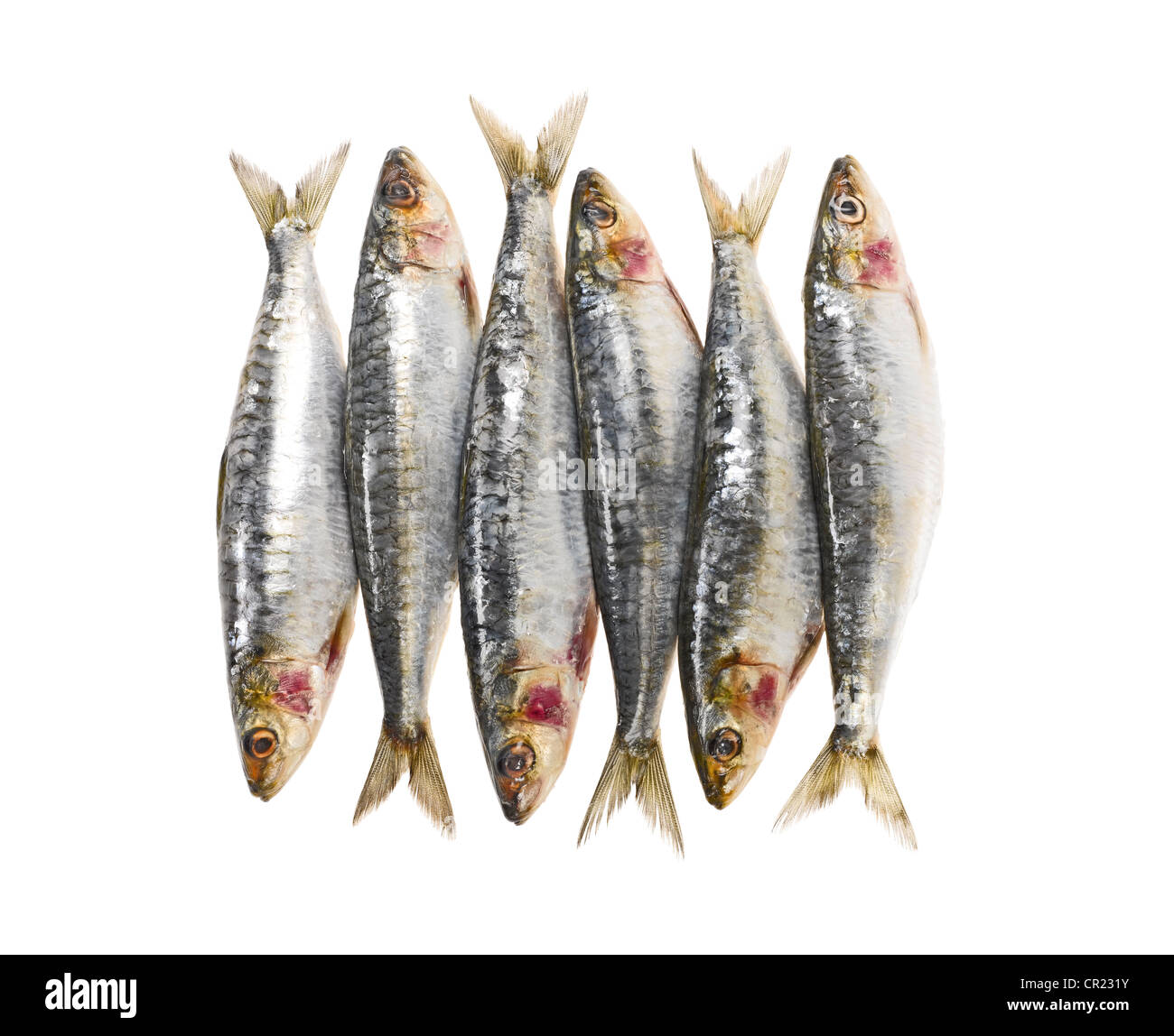 Sardines hi-res stock photography and images - Alamy