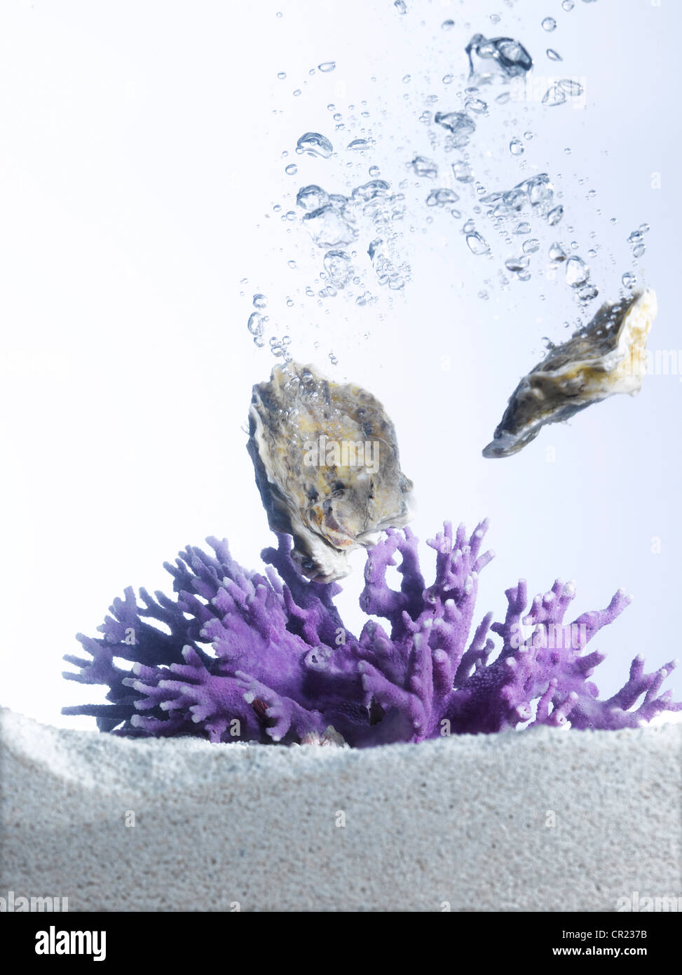 Oysters underwater hi-res stock photography and images - Alamy