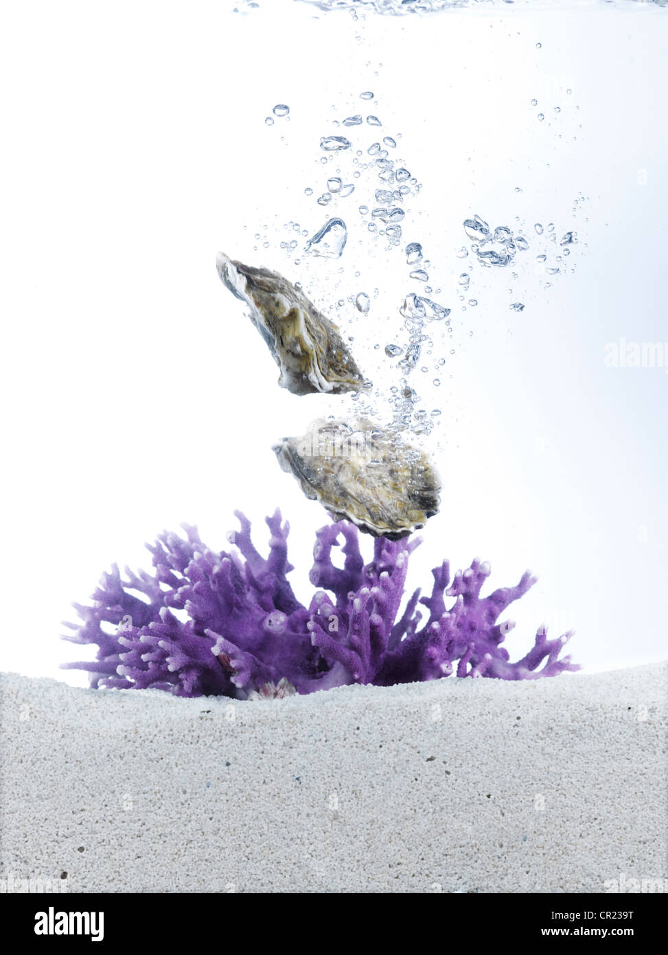 Oysters underwater hi-res stock photography and images - Alamy