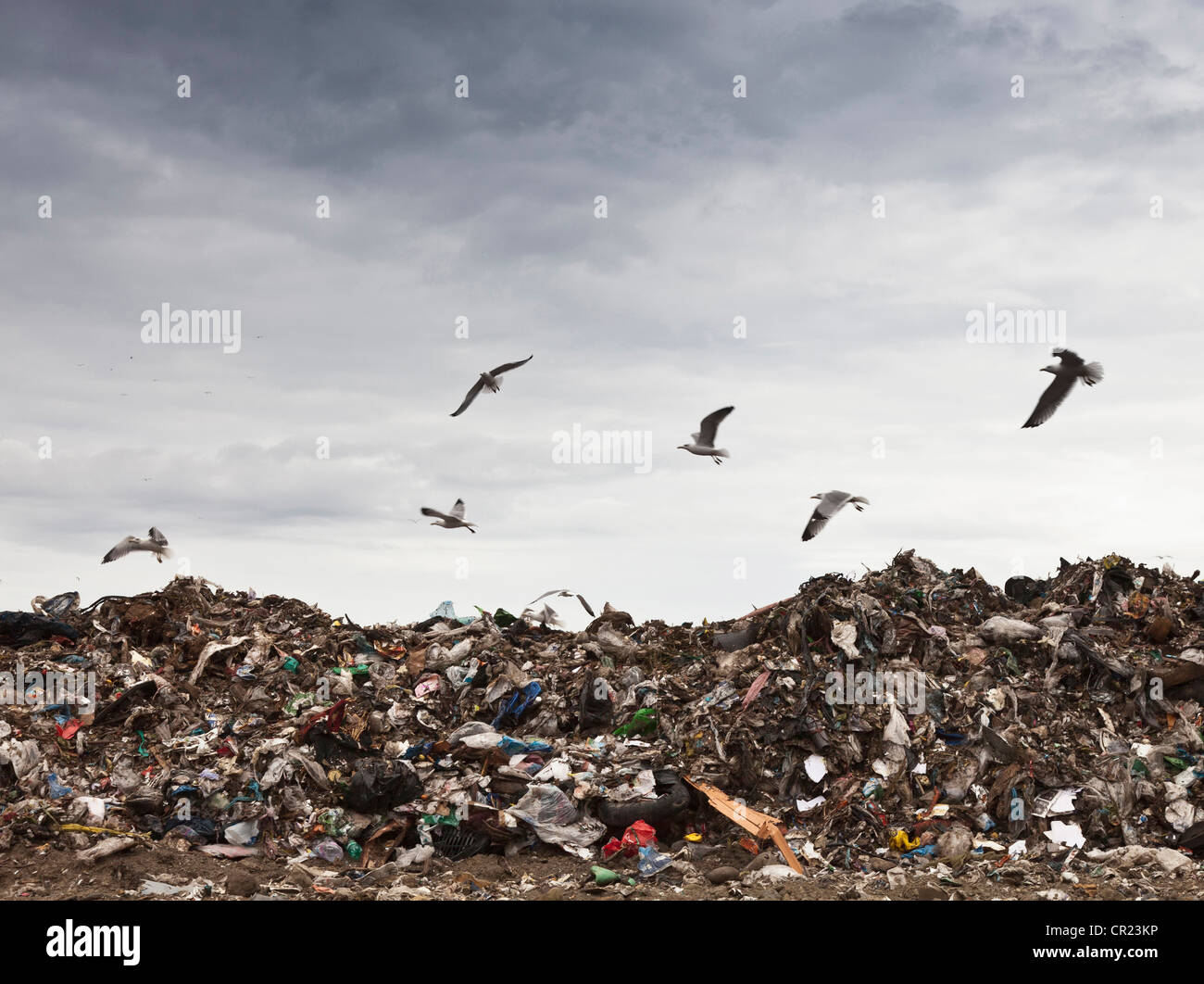 Birds circling garbage collection center Stock Photo - Alamy
