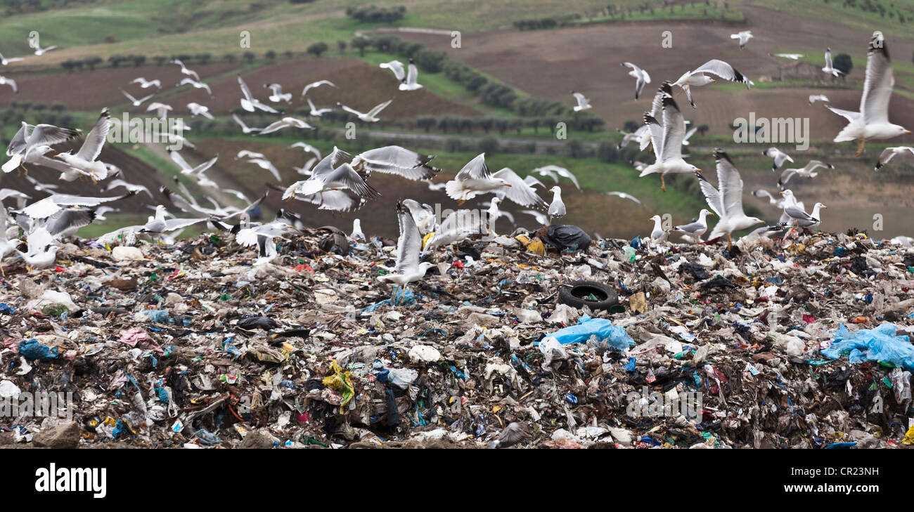 Birds circling garbage collection center Stock Photo - Alamy