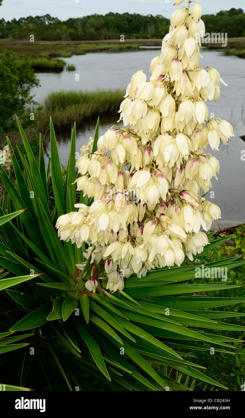 Yucca palms hi-res stock photography and images - Alamy