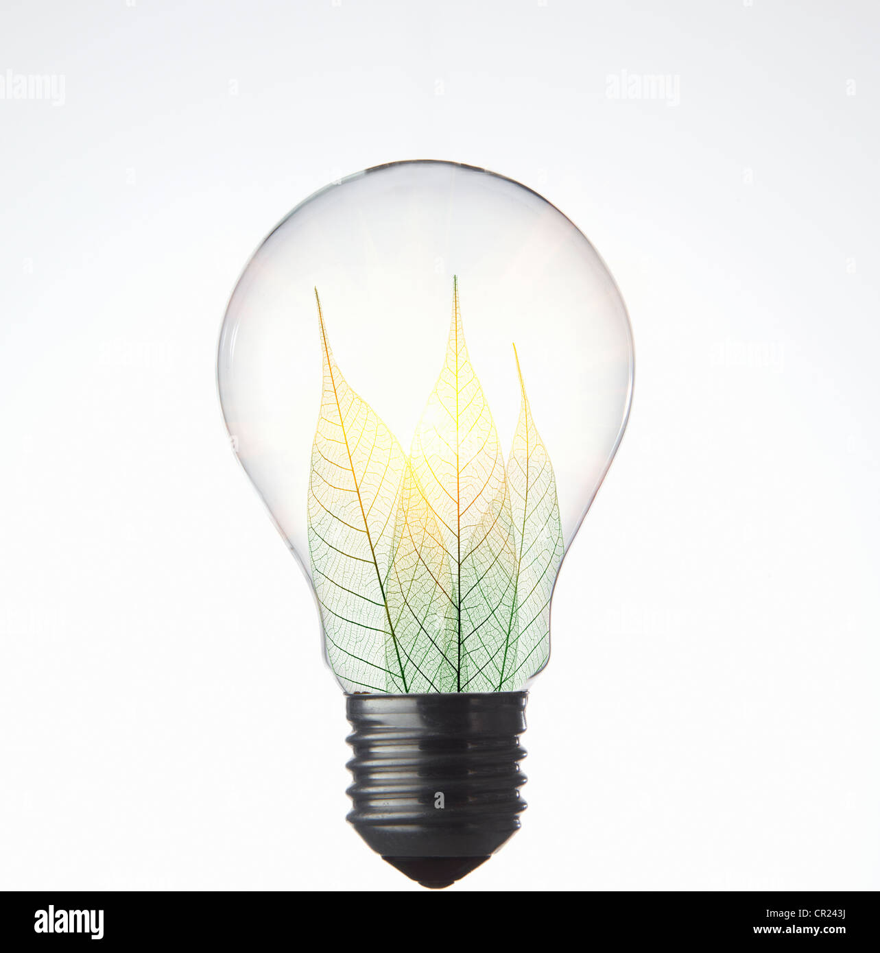 Leaves growing in light bulb Stock Photo - Alamy