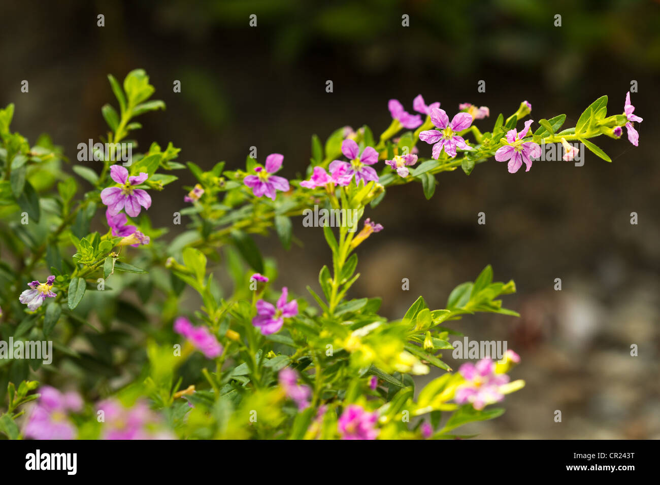 Purple small bouquet in the garden Stock Photo - Alamy