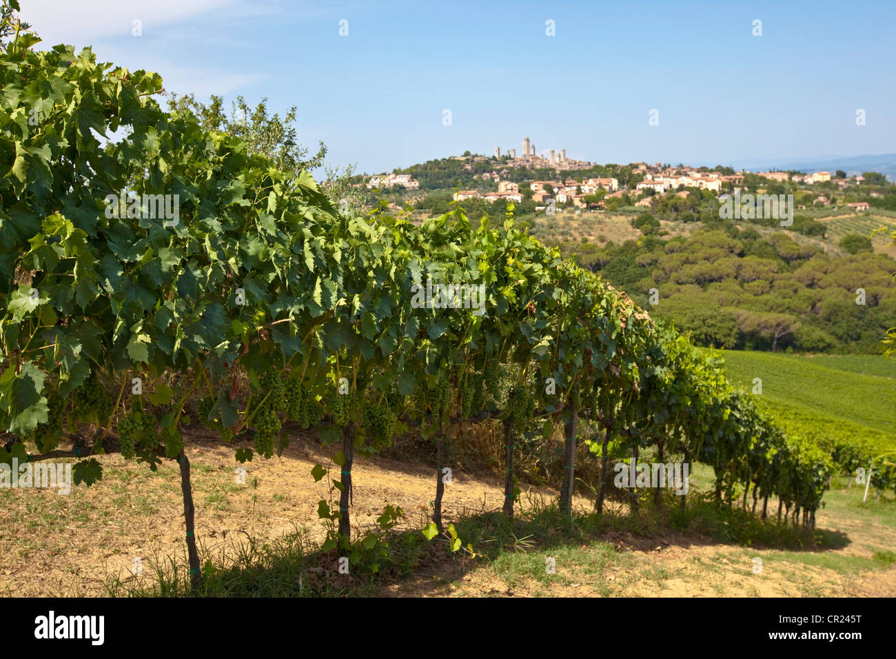 Close up of vines in vineyard Stock Photo - Alamy