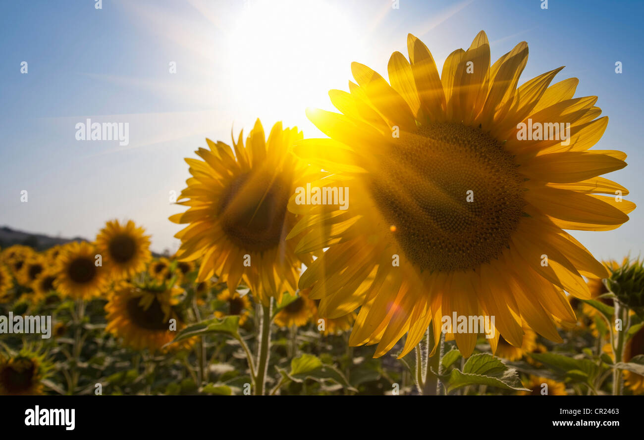 Close up of sunflowers in field Stock Photo - Alamy