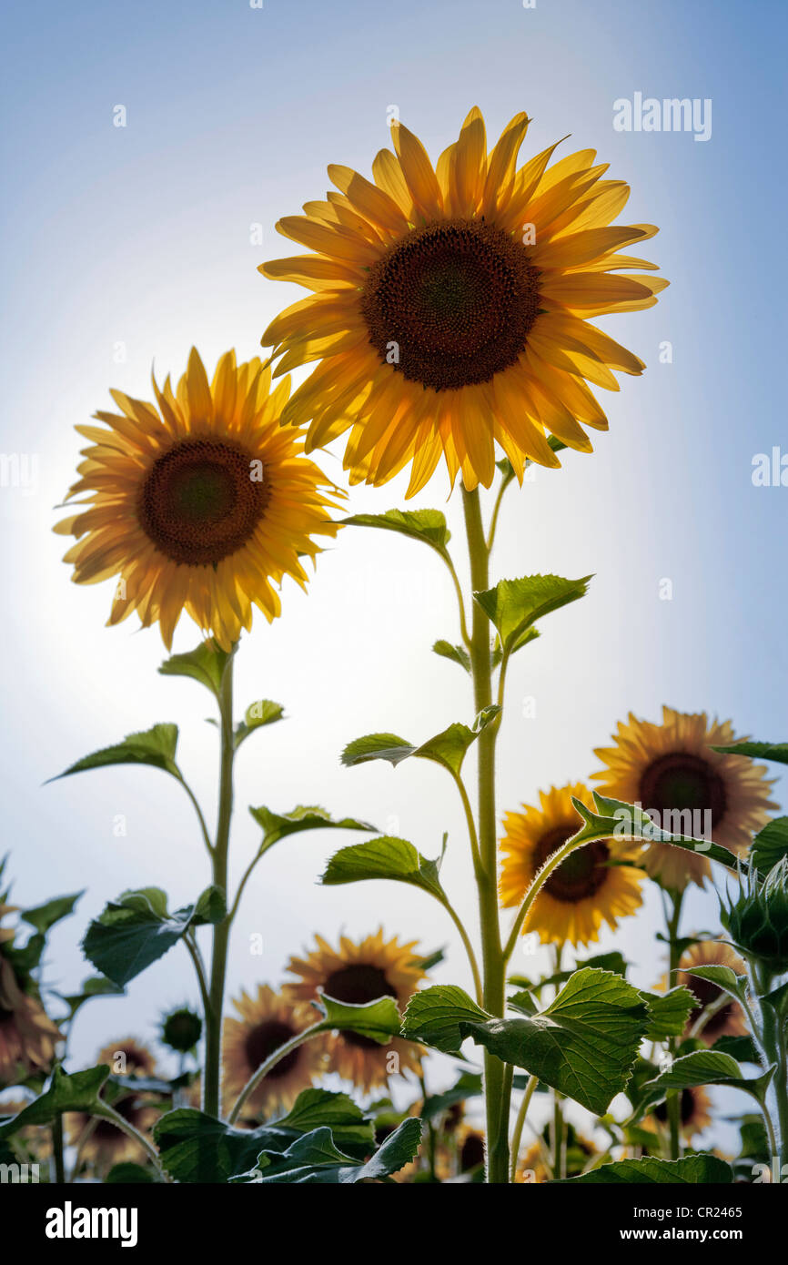 Sunflower field hi-res stock photography and images - Alamy