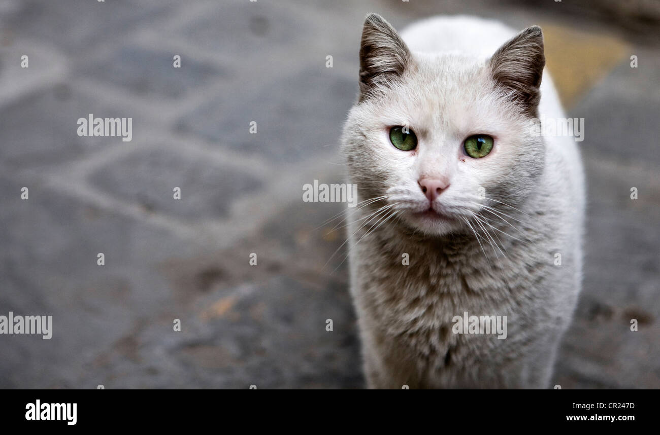 Cat on the sidewalk hi-res stock photography and images - Alamy