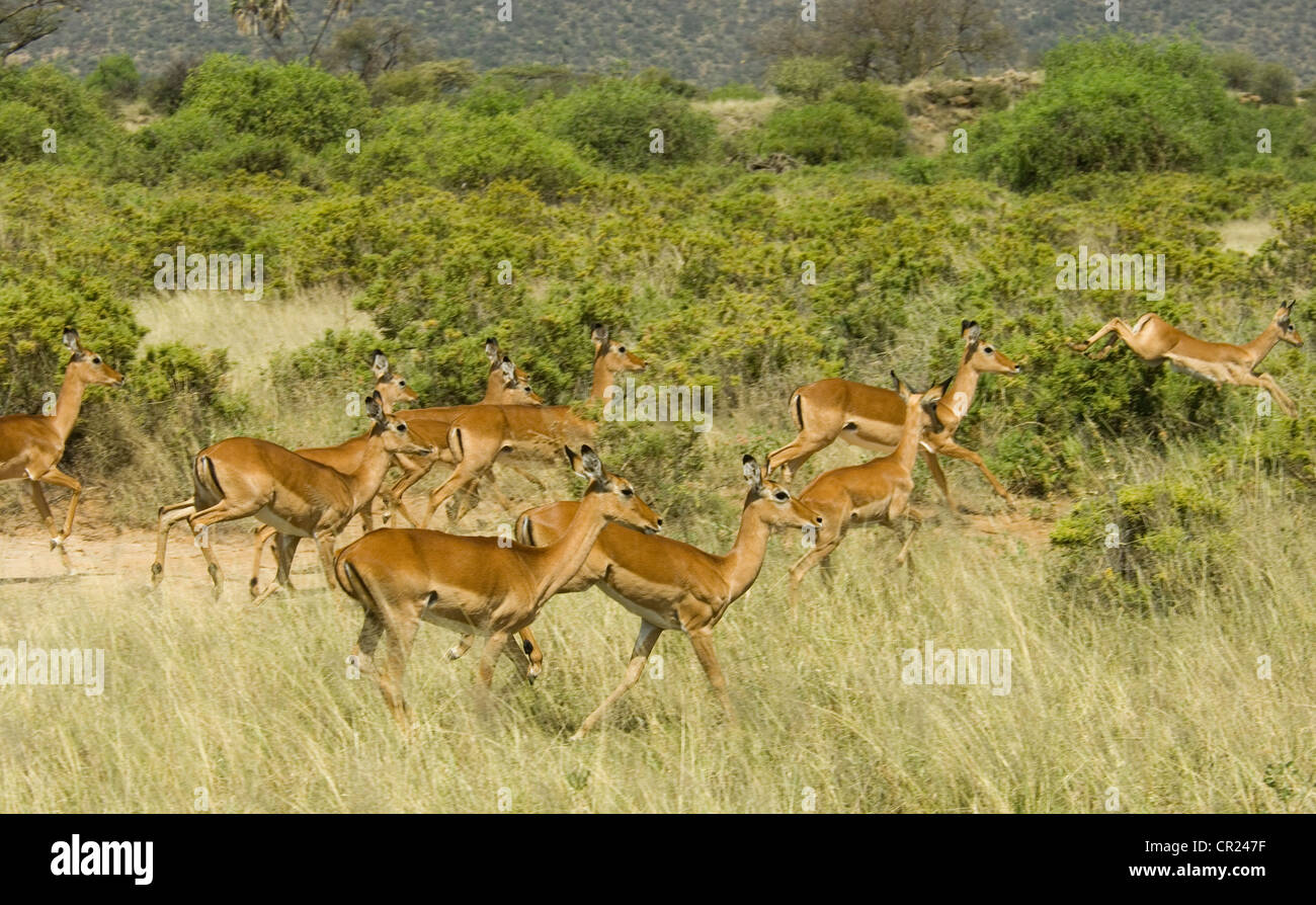 Female group herd impala hi-res stock photography and images - Alamy