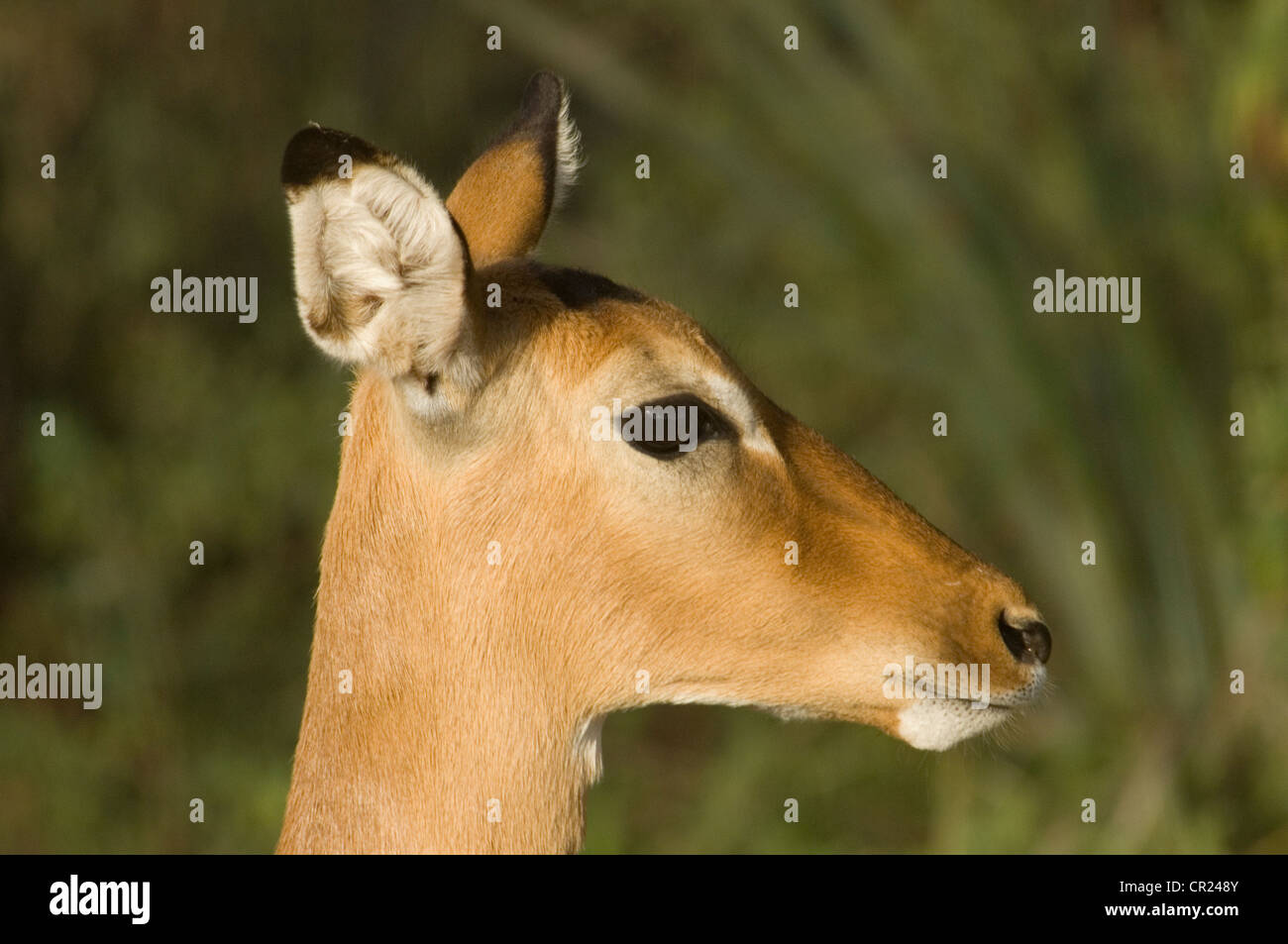 Impala head shot hi-res stock photography and images - Alamy