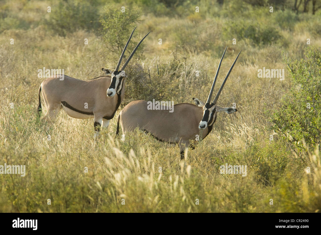 Two oryx antelope hi-res stock photography and images - Alamy