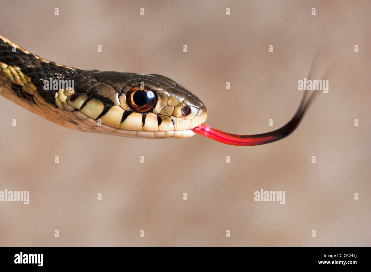 Eastern gater snake (Thamnophis sauritius) smelling with the long red ...