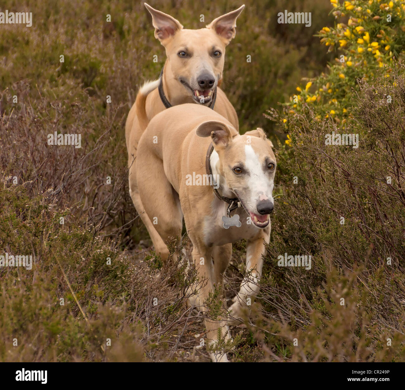 Two whippets hi-res stock photography and images - Alamy