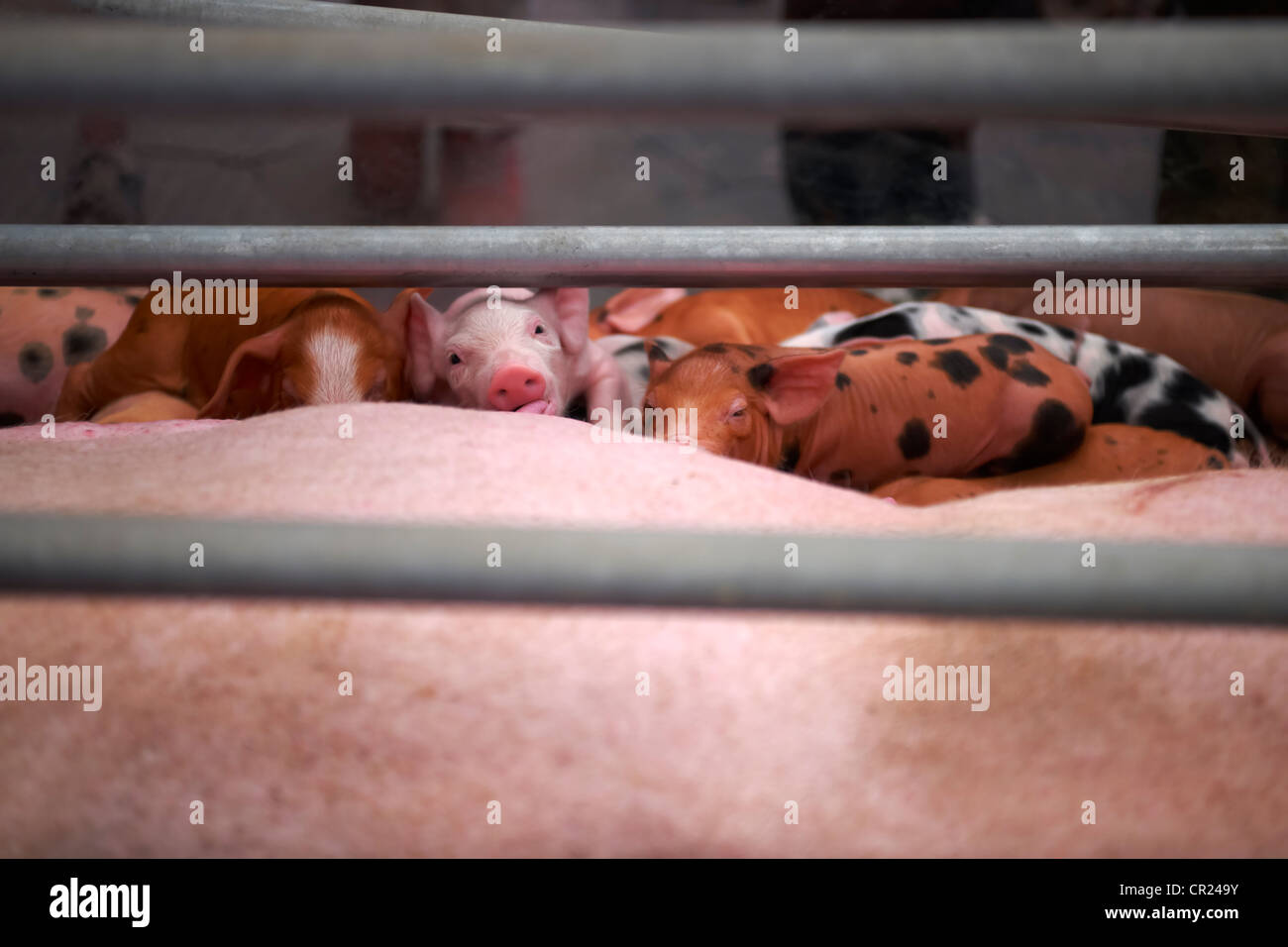 Pig feeding piglets hi-res stock photography and images - Alamy