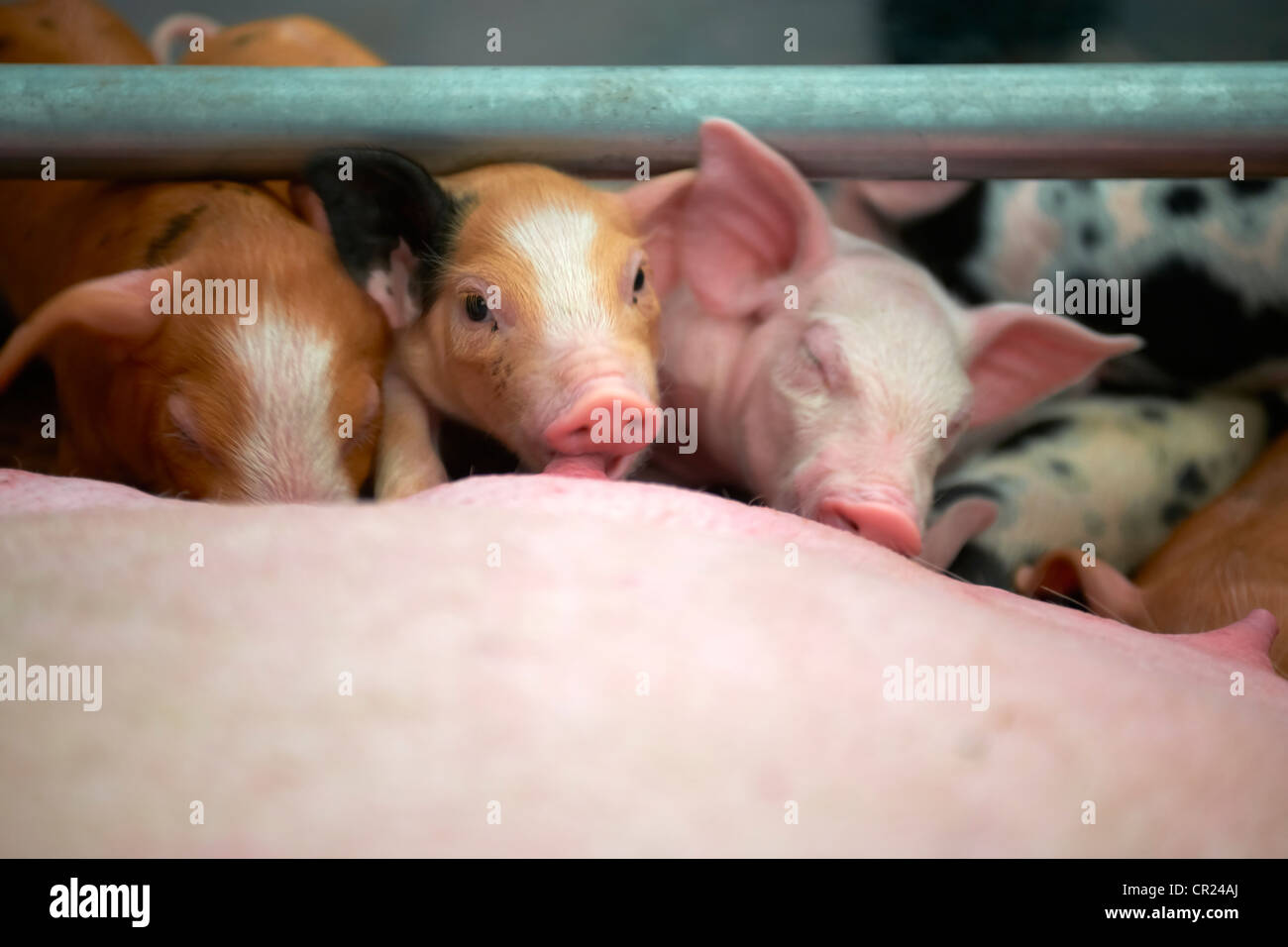 Piglets feeding hi-res stock photography and images - Alamy