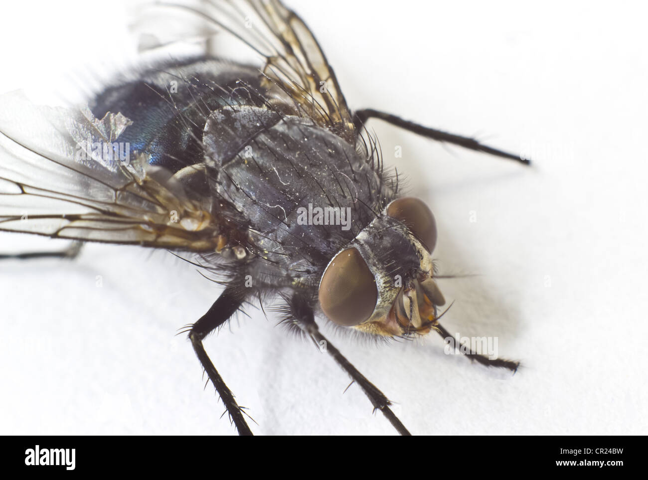 Broken wing insect hi-res stock photography and images - Alamy