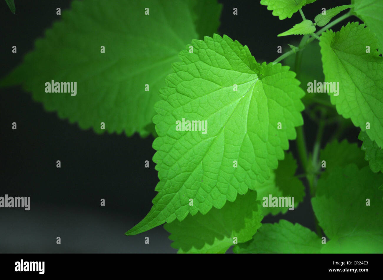 Agastache leaf hi-res stock photography and images - Alamy