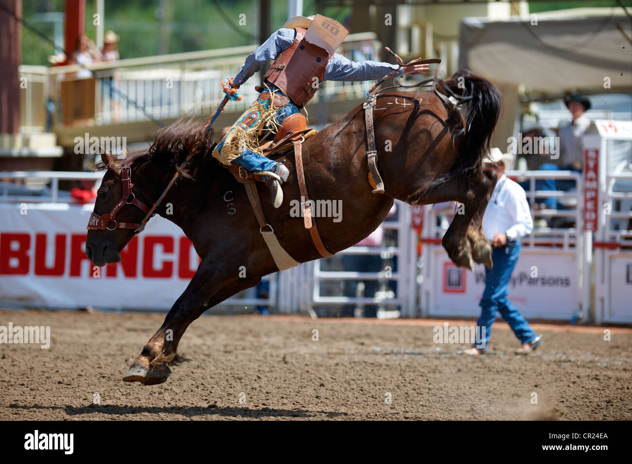 cowboy riding a bucking bronco at the Calgary Stampede Stock Photo - Alamy
