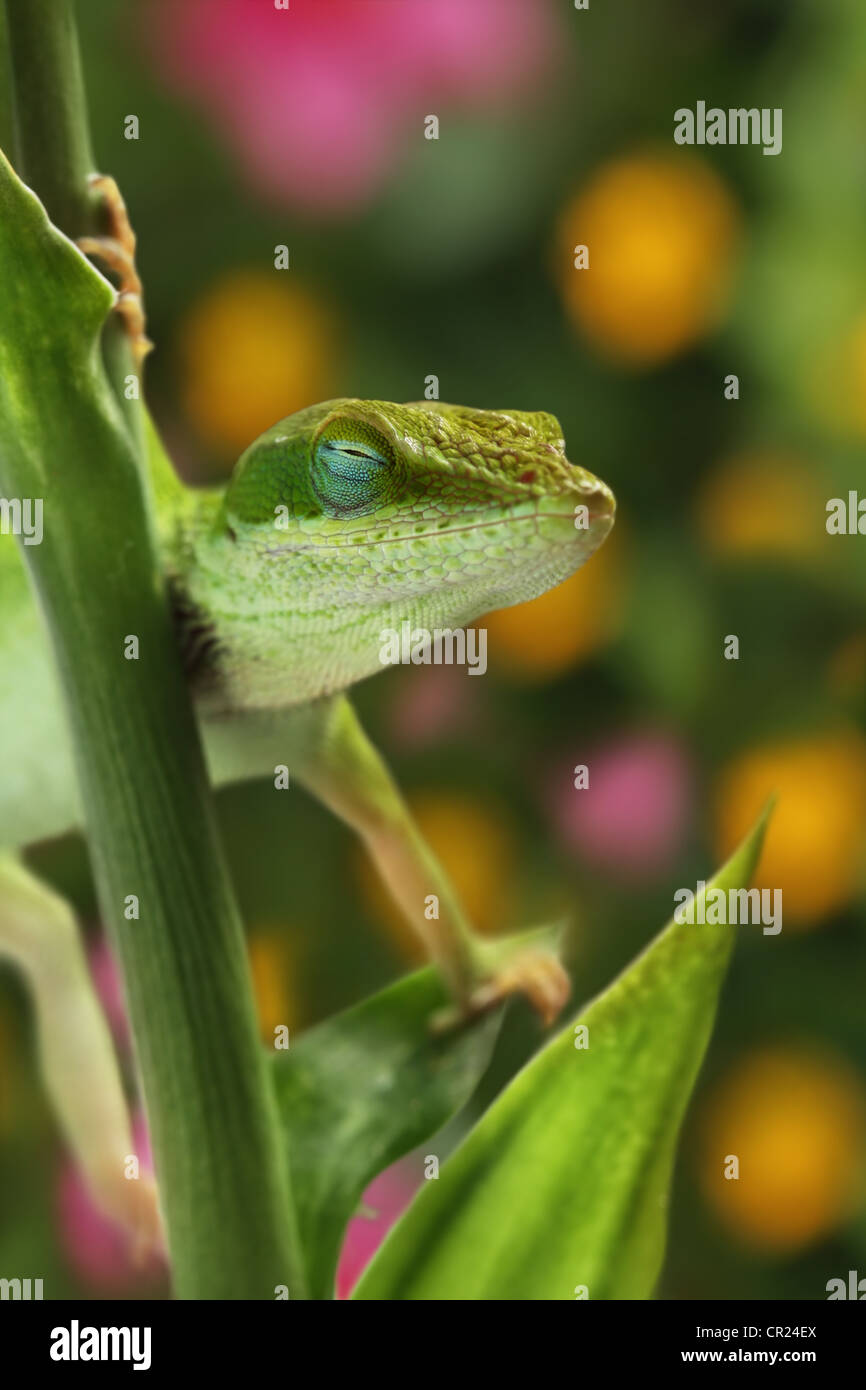 Anole lizard sleeping in garden Stock Photo - Alamy