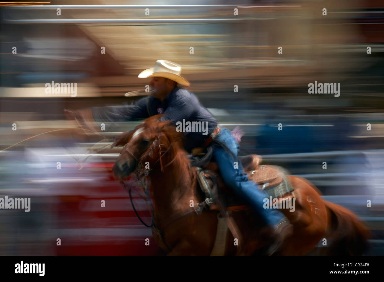 calf roping cowboy at the Calgary Stampede Stock Photo - Alamy