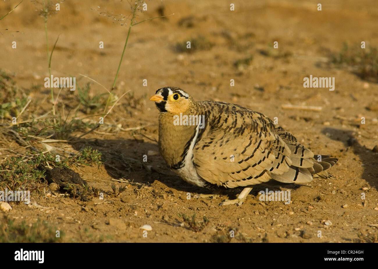 Black-faced sand grouse Stock Photo - Alamy