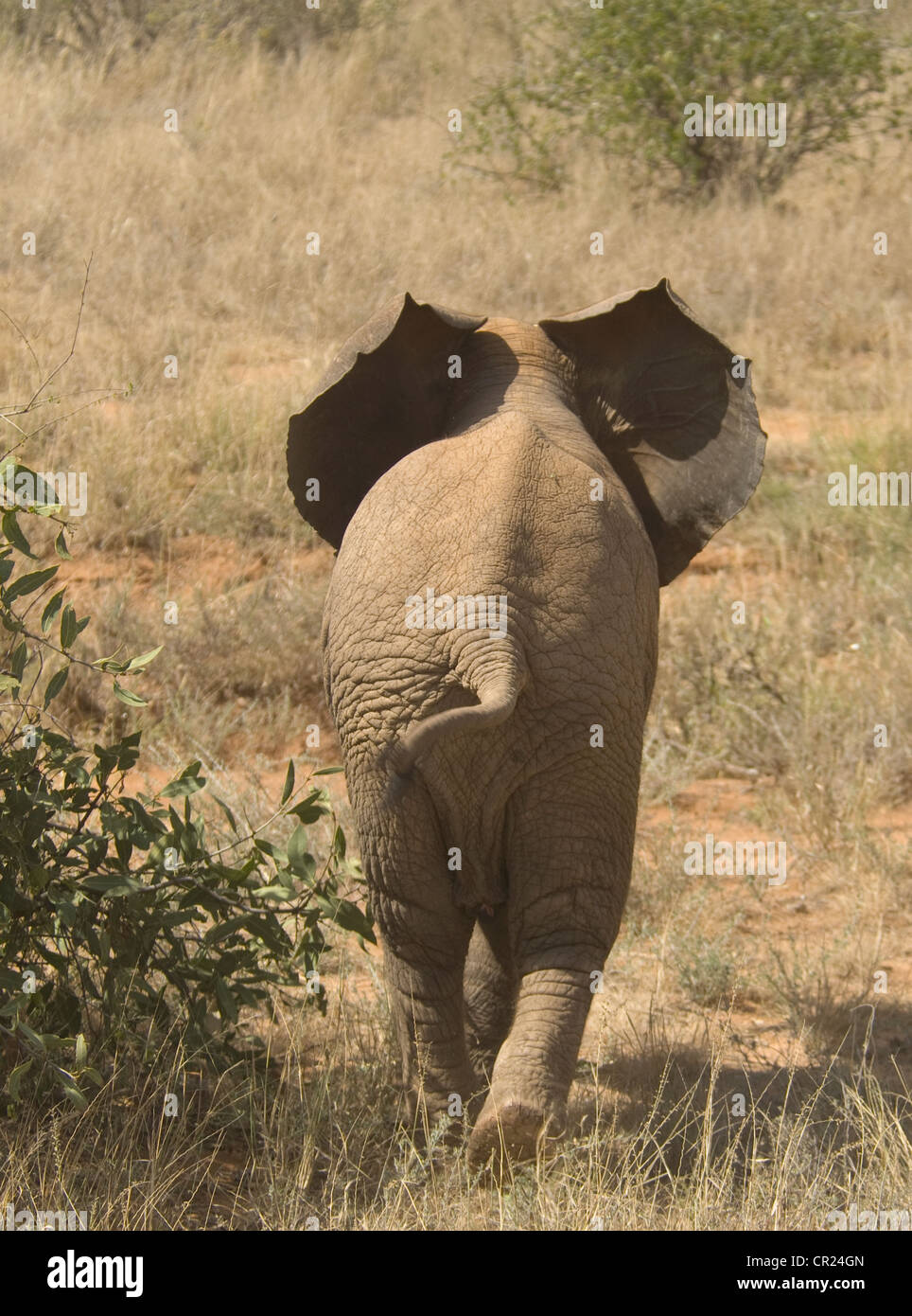 Elephant calf walking away (from rear Stock Photo - Alamy