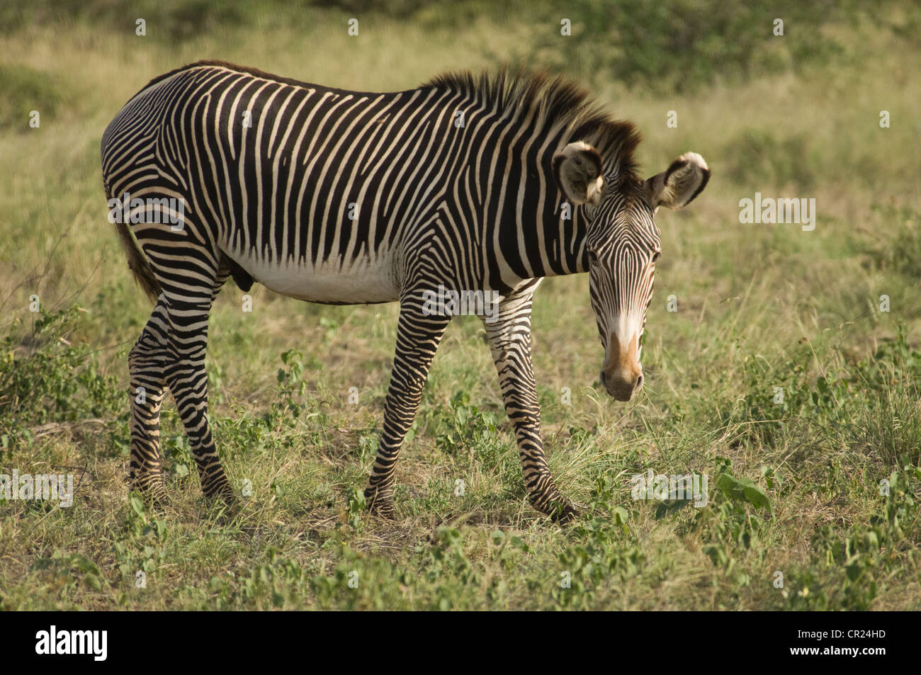 Grevy's zebra stallion Stock Photo - Alamy