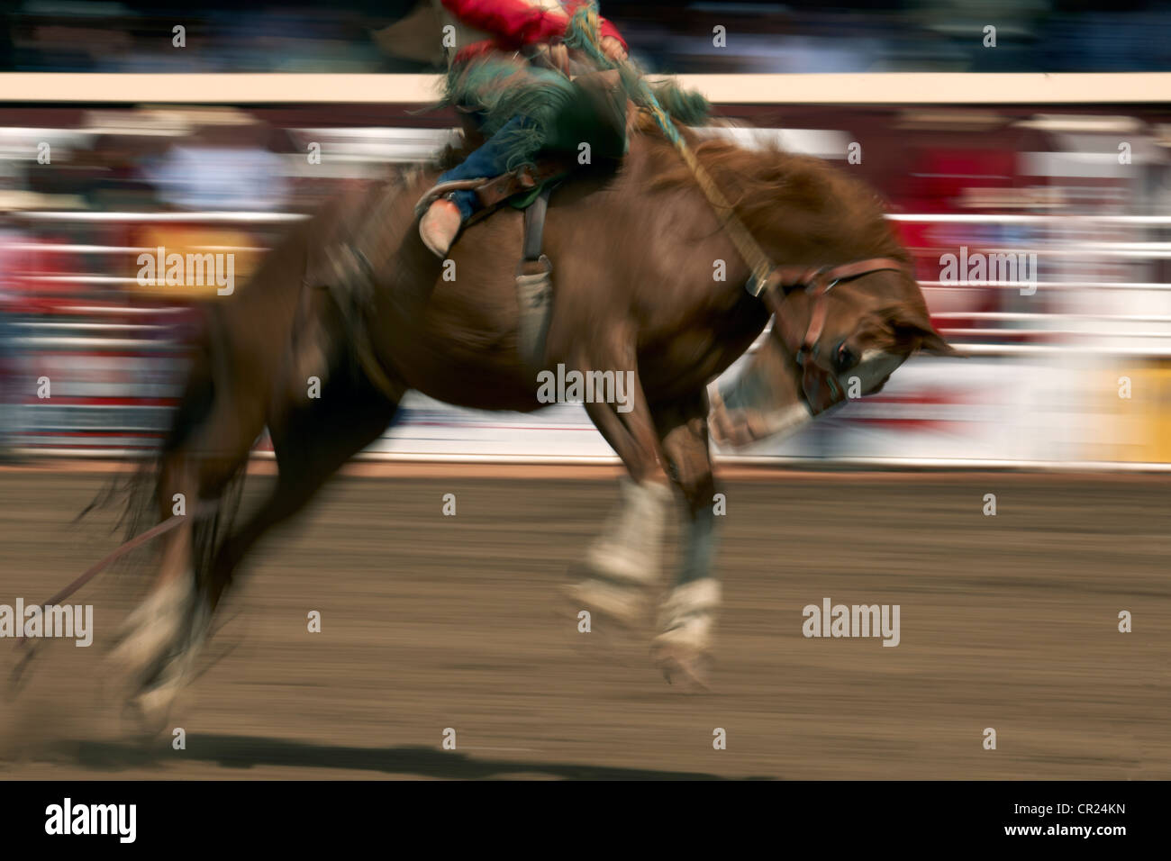 blurry shot of cowboy riding a bucking bronco at the Calgary Stampede ...