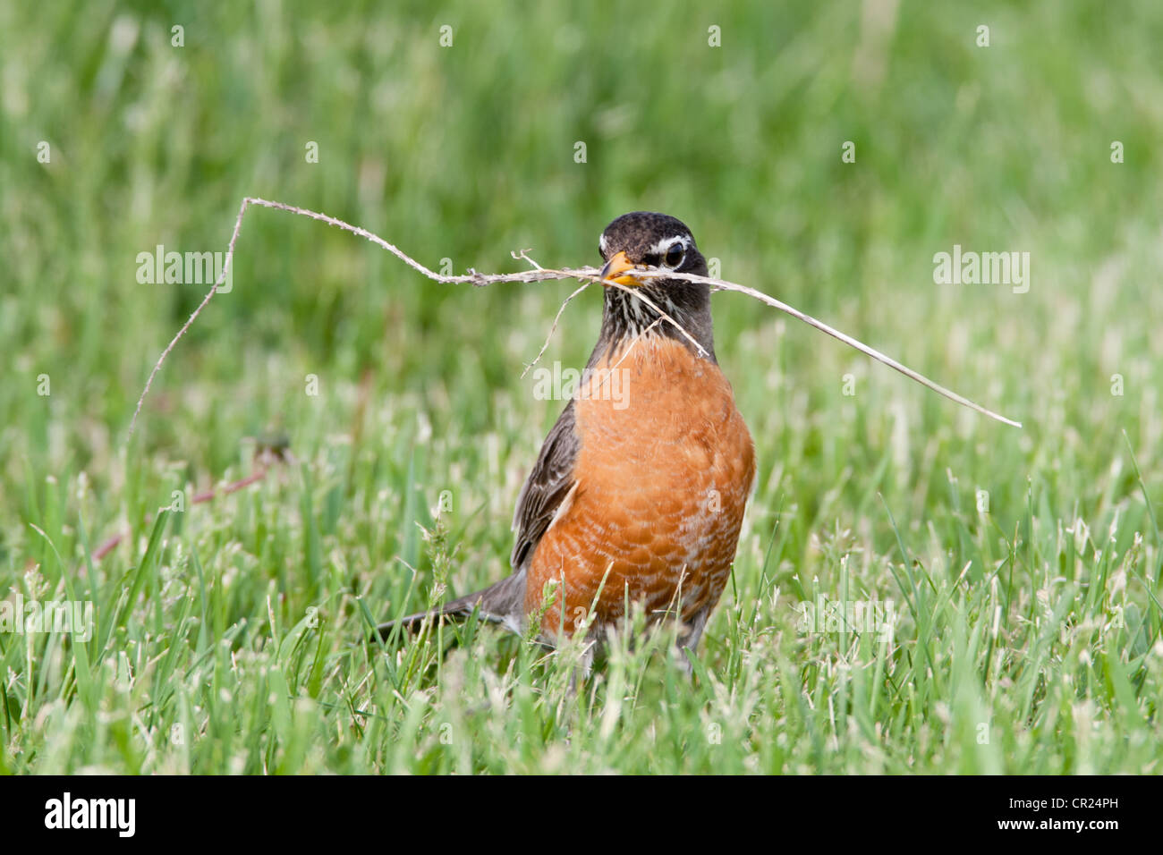 American robin with nest material hi-res stock photography and images ...