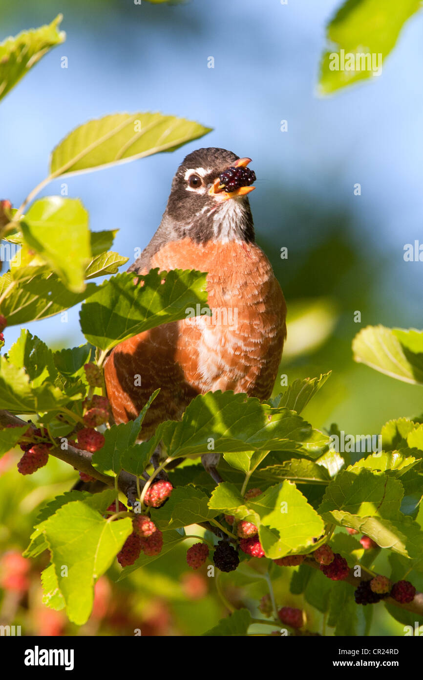 American Robin bird songbird perched Eating Mulberry - vertical Stock ...