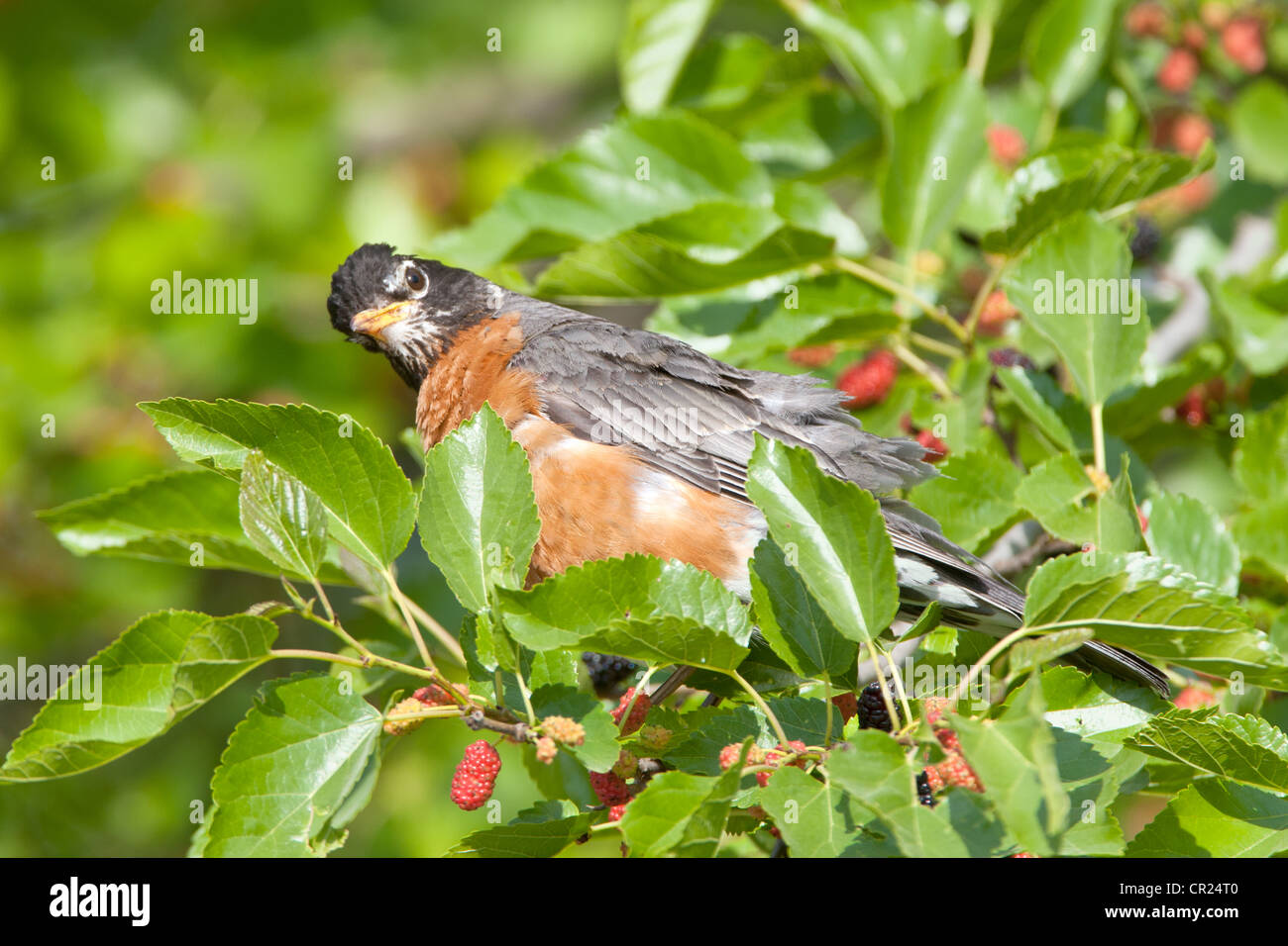 Robin in tree hi-res stock photography and images - Alamy